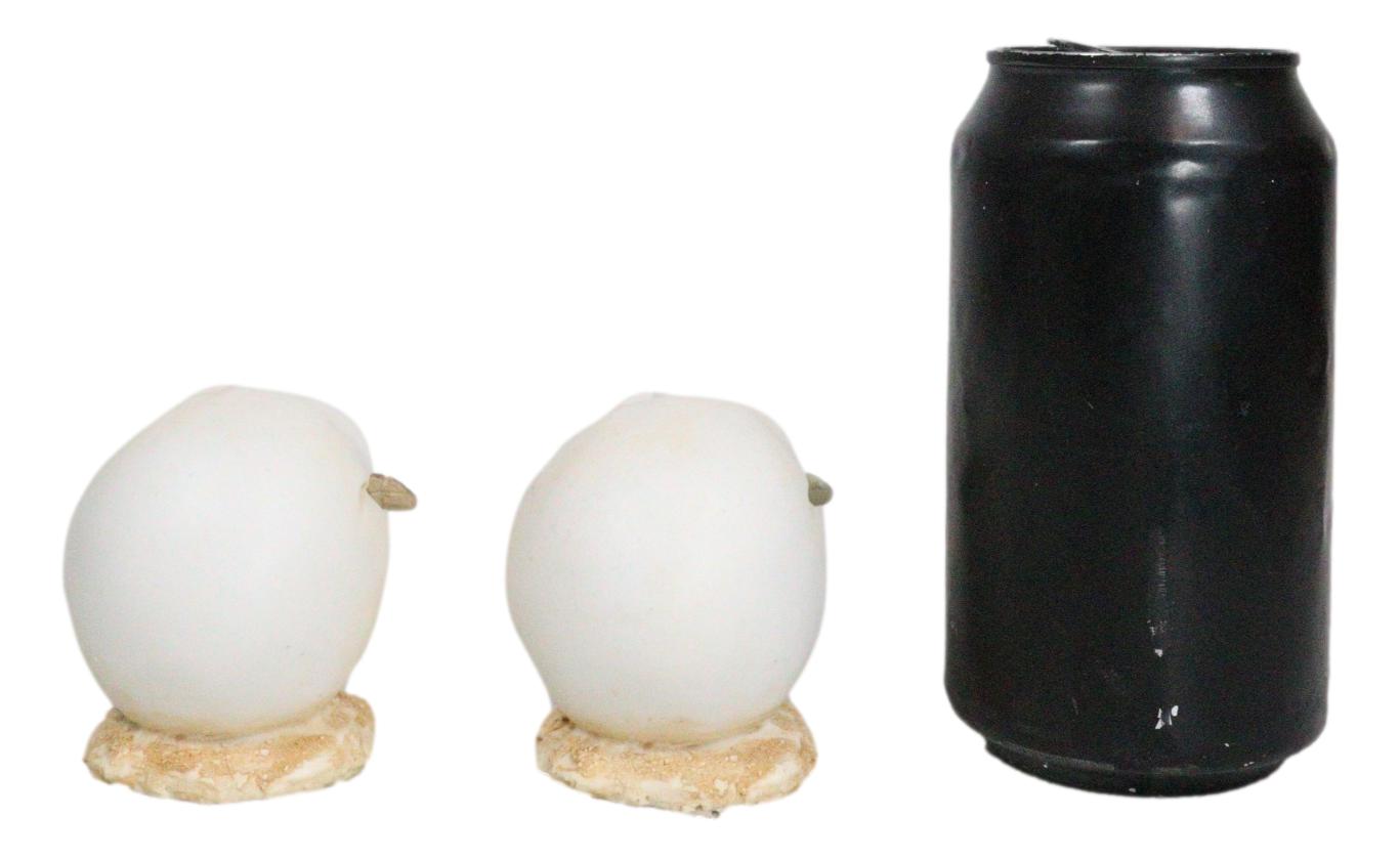 Pack Of 2 Marine Blue And Brown Sea Turtle Hatchlings In Egg Shells Fi ...