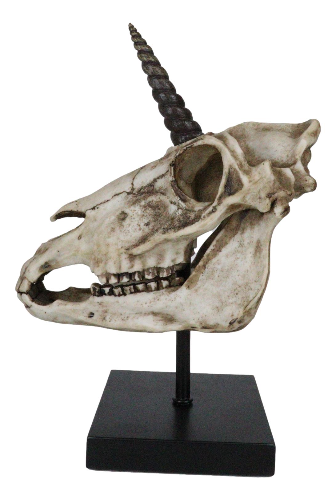 Rare Fossil Unicorn Skull With Sacred Horn Skull Figurine On Museum Po ...