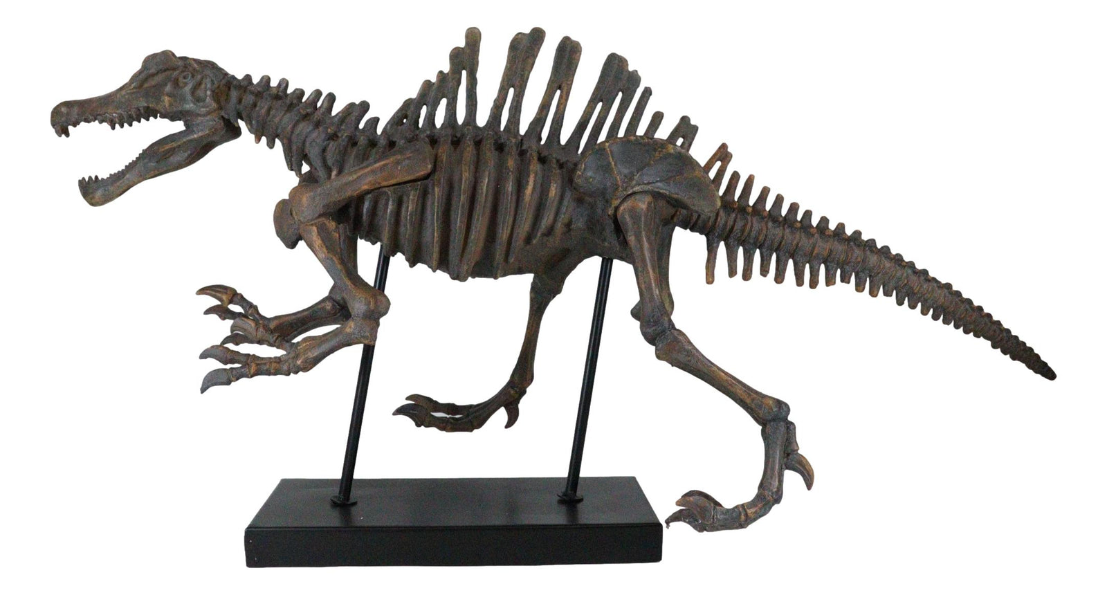 Jurassic Spinosaurus Dinosaur Fossil Skeleton Statue On Museum Mount 2 ...