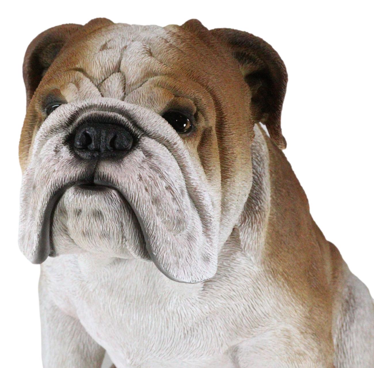 Lifelike Realistic English Bulldog Statue 14.5"Tall Fine Pedigree Dog ...