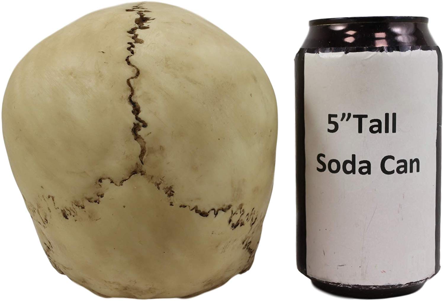 Ebros Realistic Homo Sapiens Jointed Human Half Jawless Skull Statue 7 ...